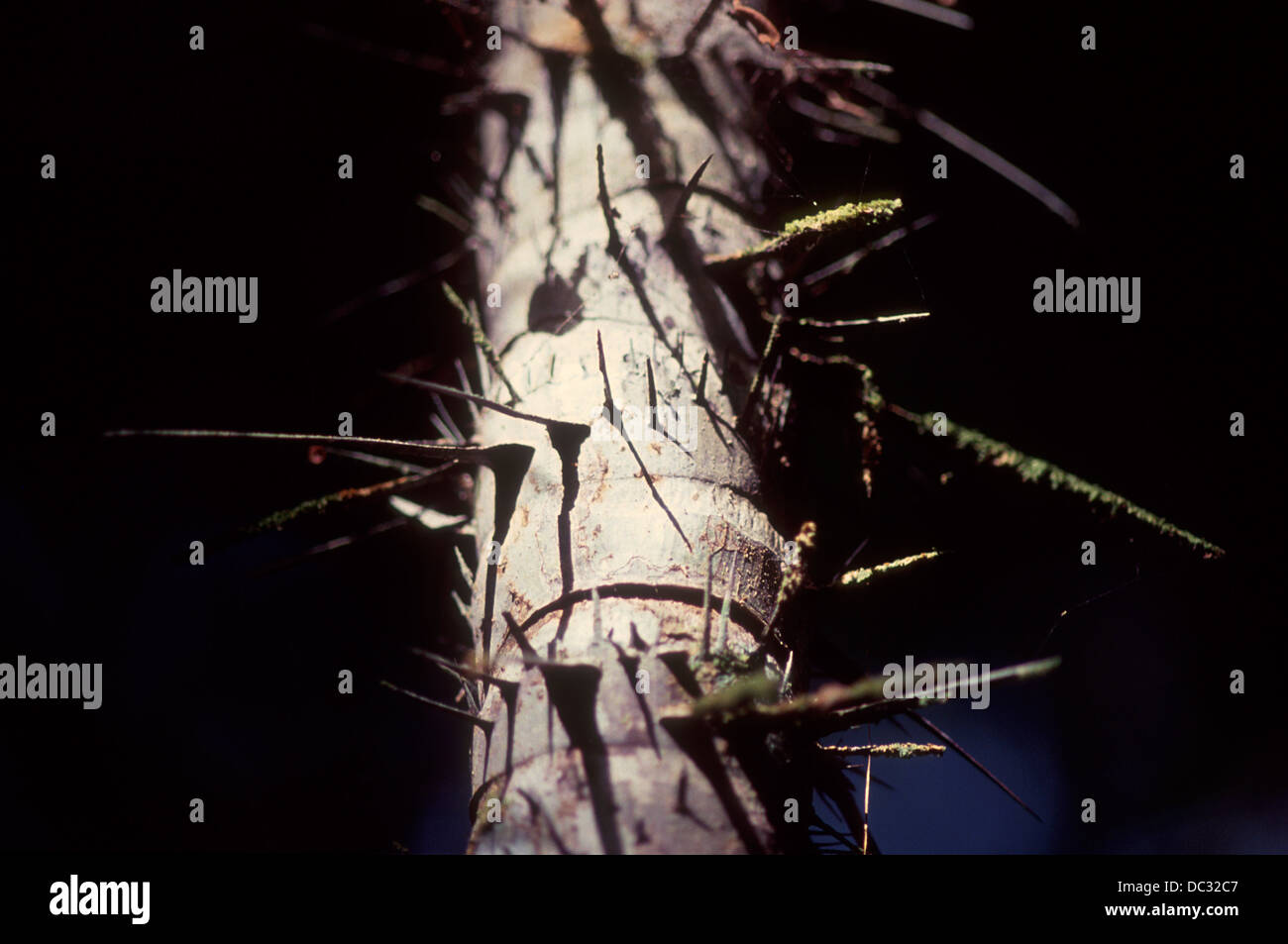 Astrocaryum aculeatum -Fotos und -Bildmaterial in hoher Auflösung – Alamy