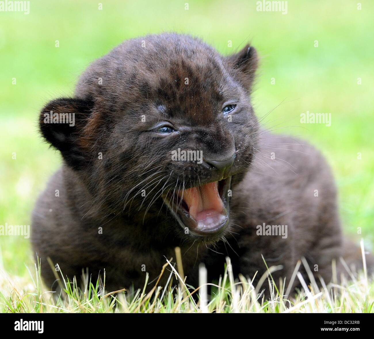Schwarze Panthermutter Und Junge