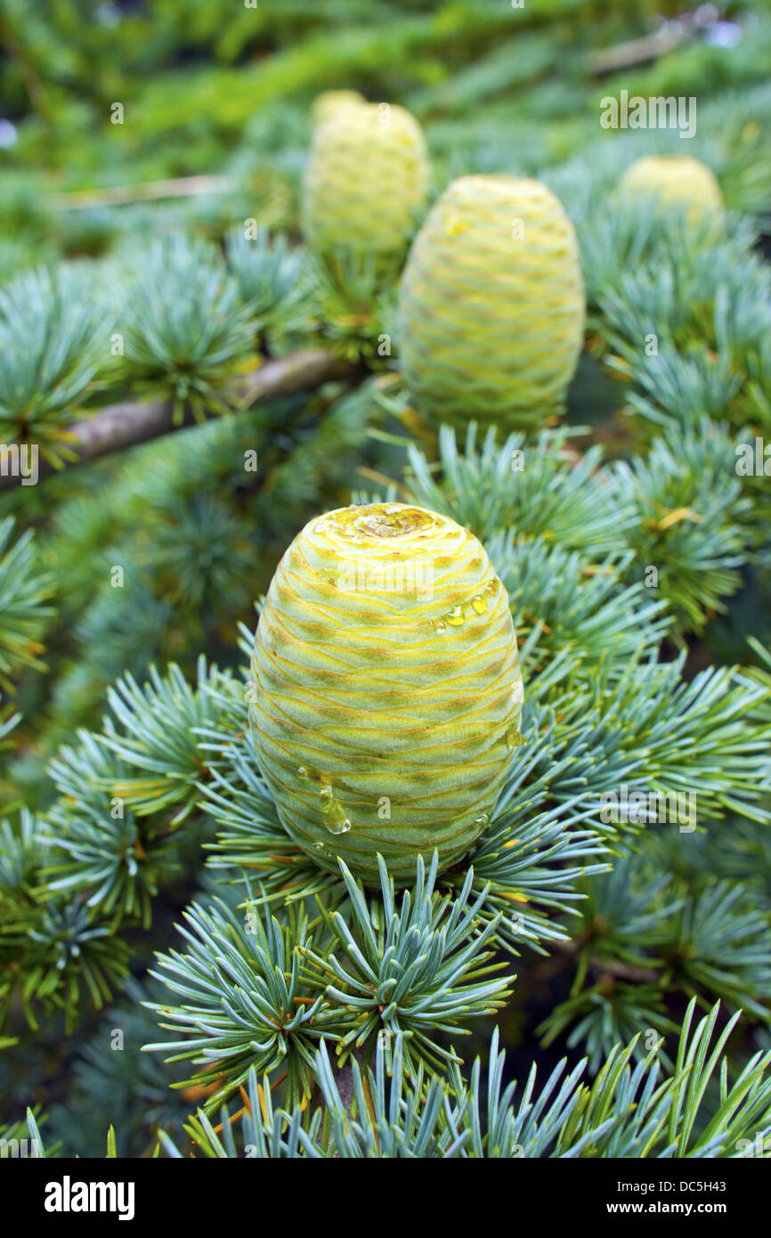 Neuen Tannenzapfen auf einem Ast einer Tanne Stockfotografie - Alamy
