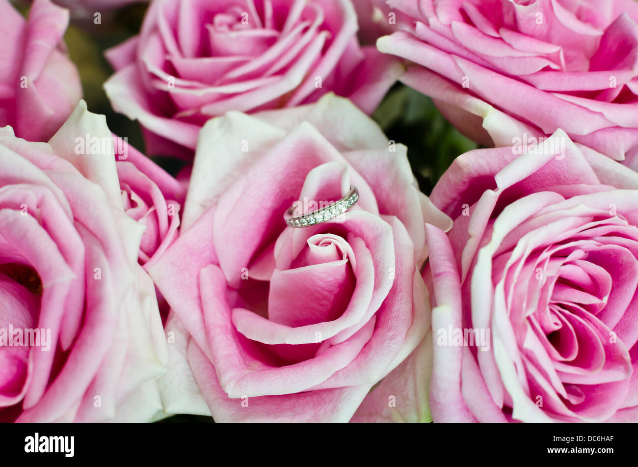 Volle rosen -Fotos und -Bildmaterial in hoher Auflösung – Alamy