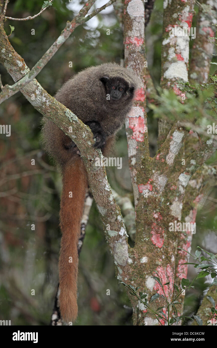 Atlantic titi -Fotos und -Bildmaterial in hoher Auflösung – Alamy