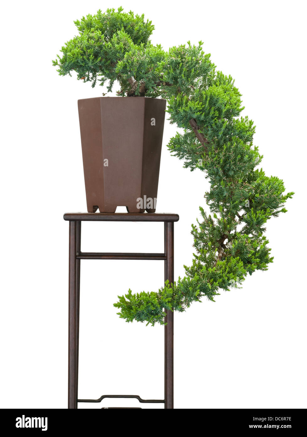 Wacholder (Juniperus Communis) als Bonsai-Baum in einem Topf ...