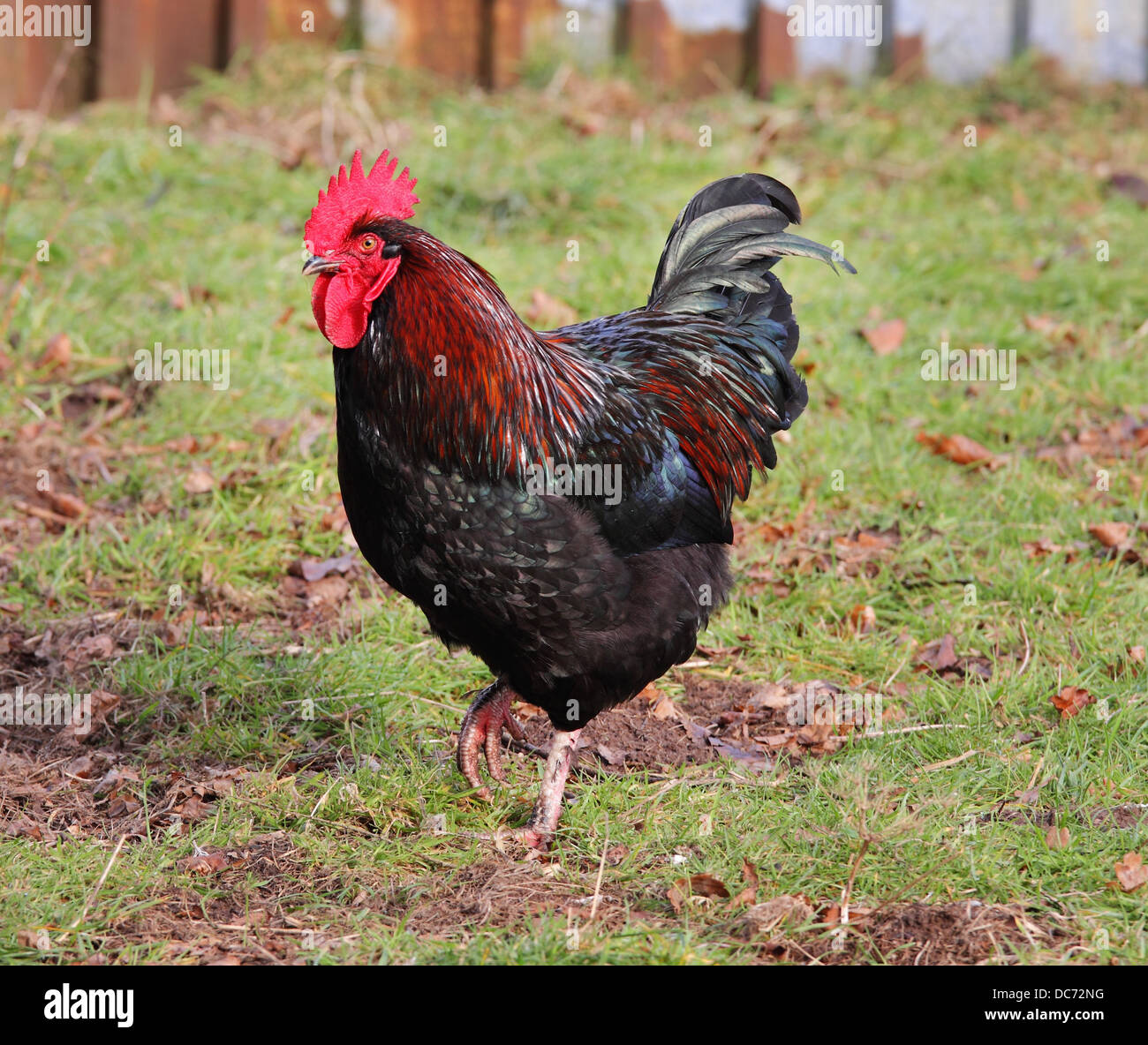 Ein Barnevelder Hahn steht in einem Feld Stockfotografie - Alamy