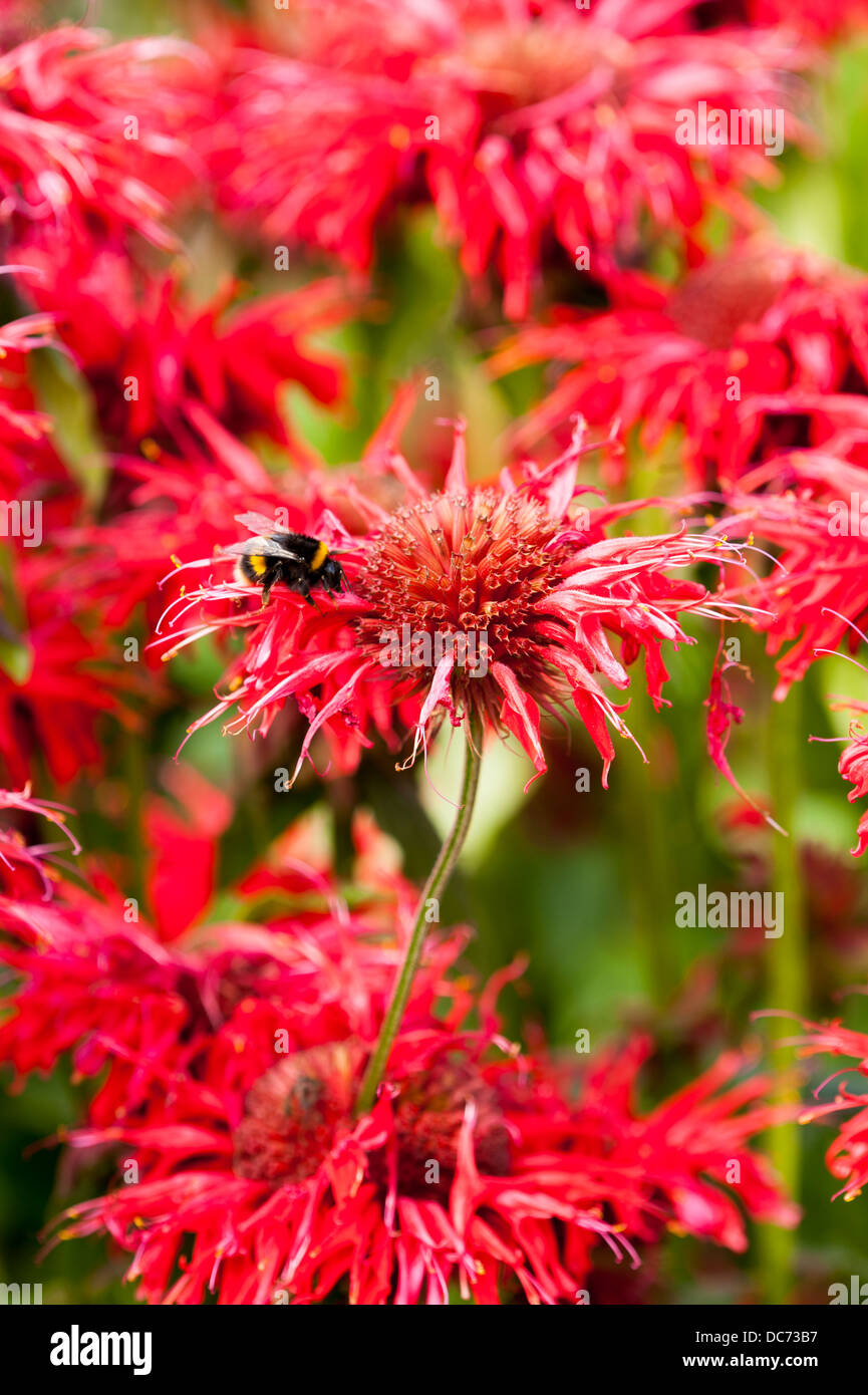 Scarlet monarda -Fotos und -Bildmaterial in hoher Auflösung – Alamy