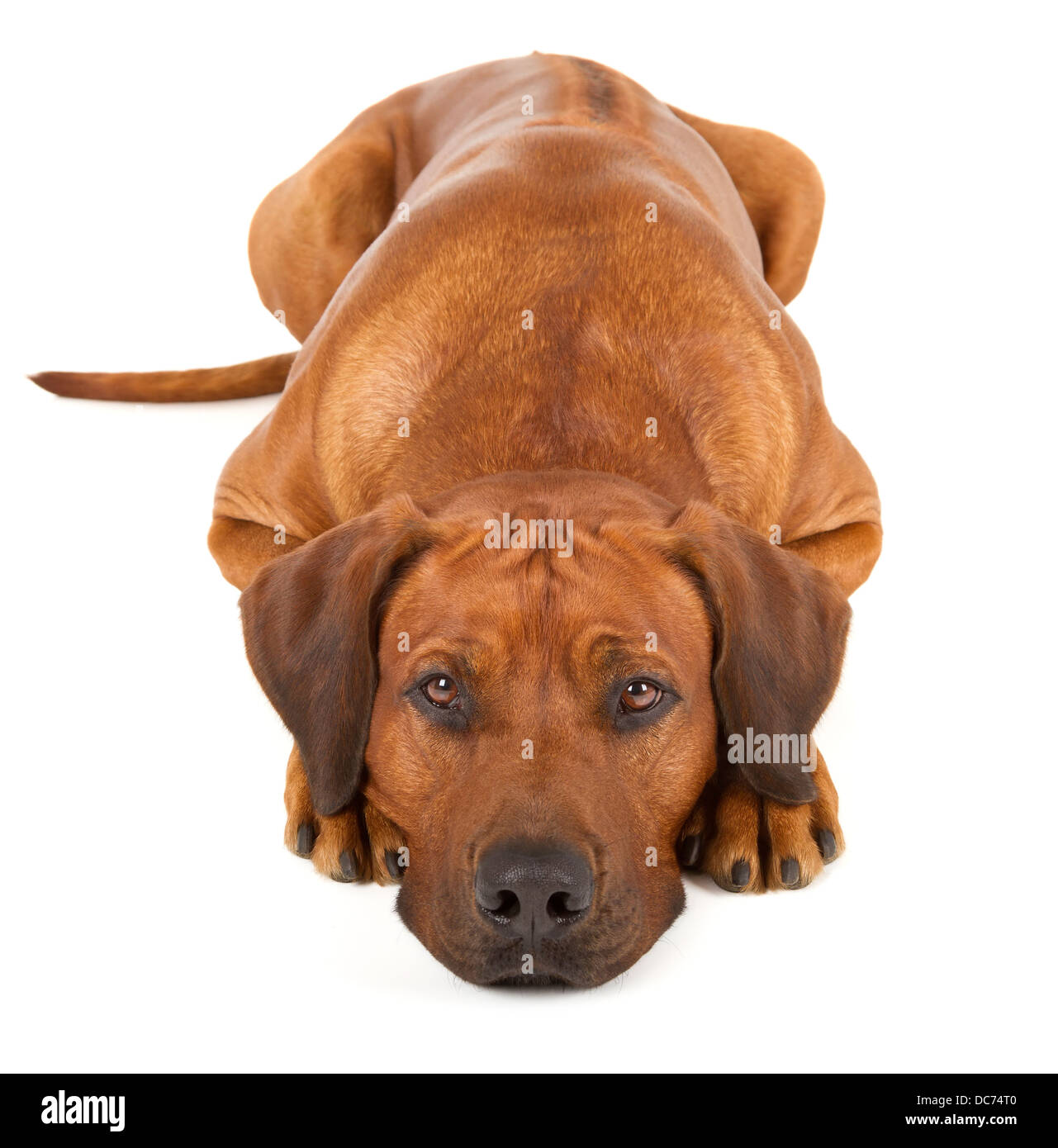Reinrassiger rhodesian ridgeback -Fotos und -Bildmaterial in hoher ...