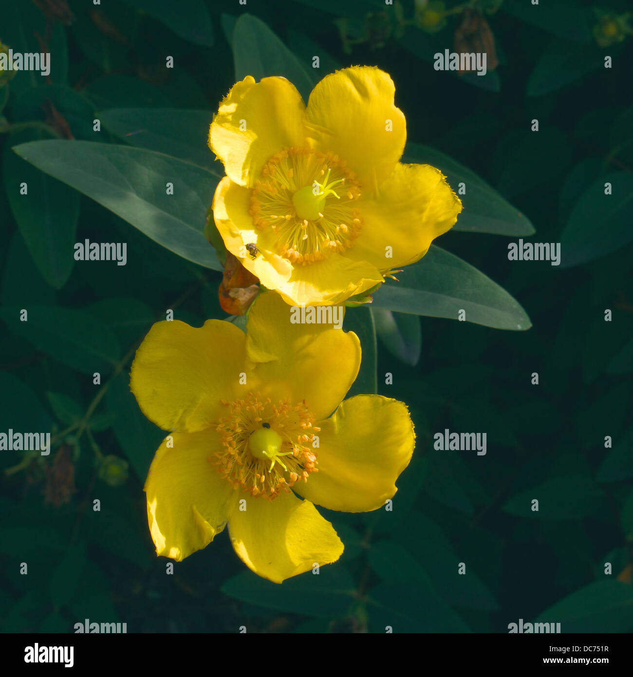 Summer hypericum -Fotos und -Bildmaterial in hoher Auflösung – Alamy