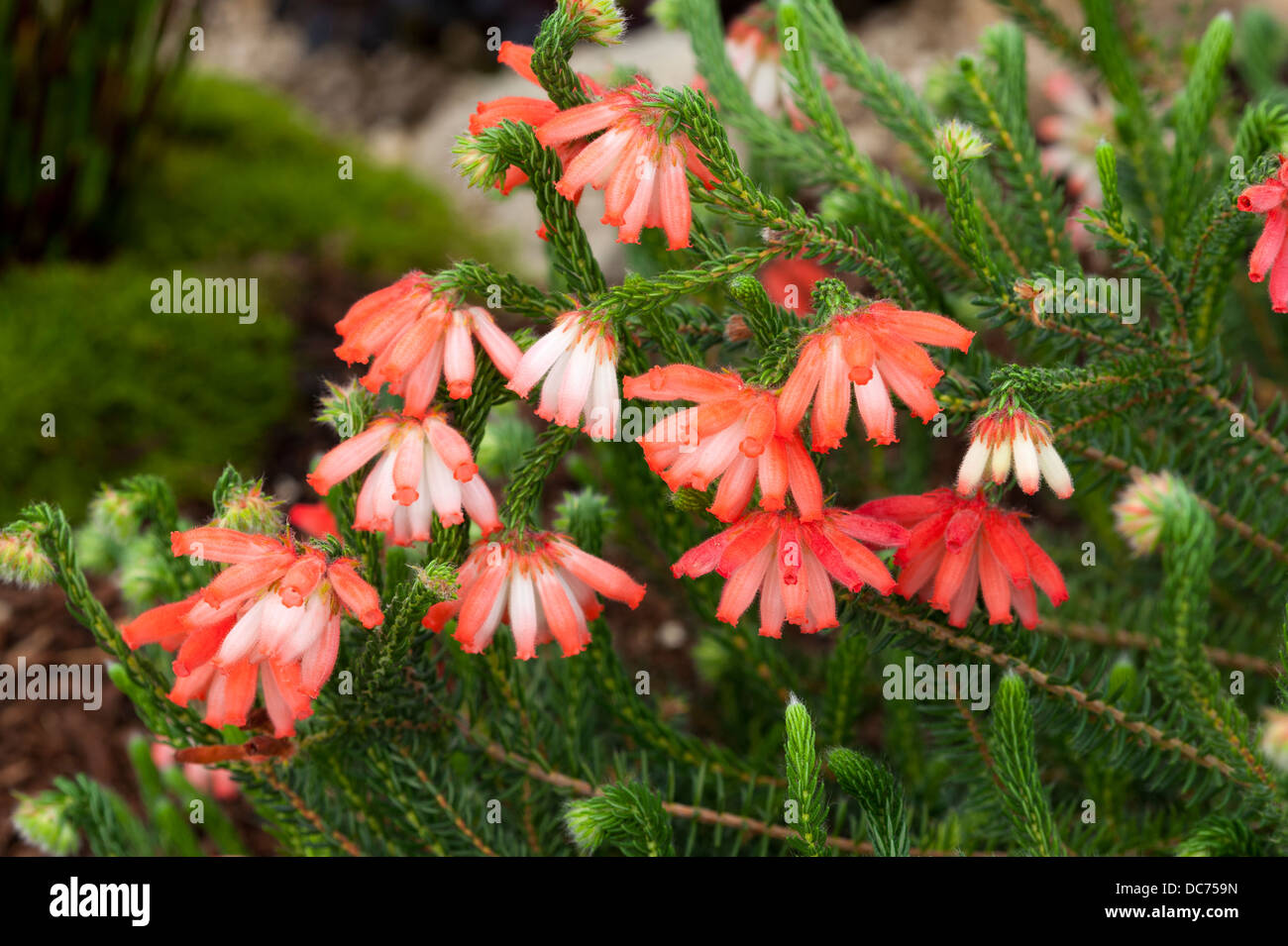 Red Erica Stockfotos und -bilder Kaufen - Alamy