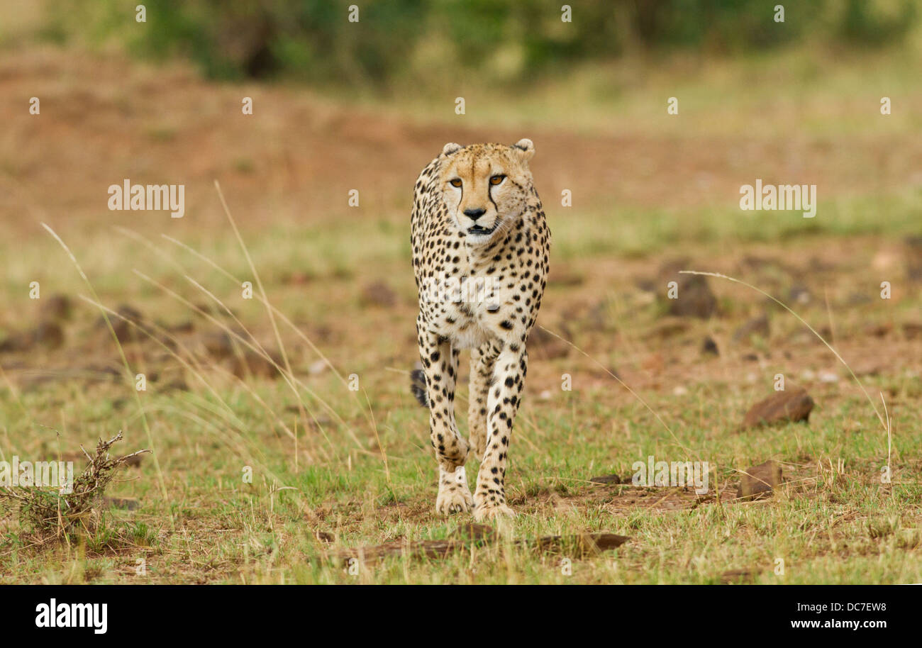 Gepard in bewegung -Fotos und -Bildmaterial in hoher Auflösung – Alamy