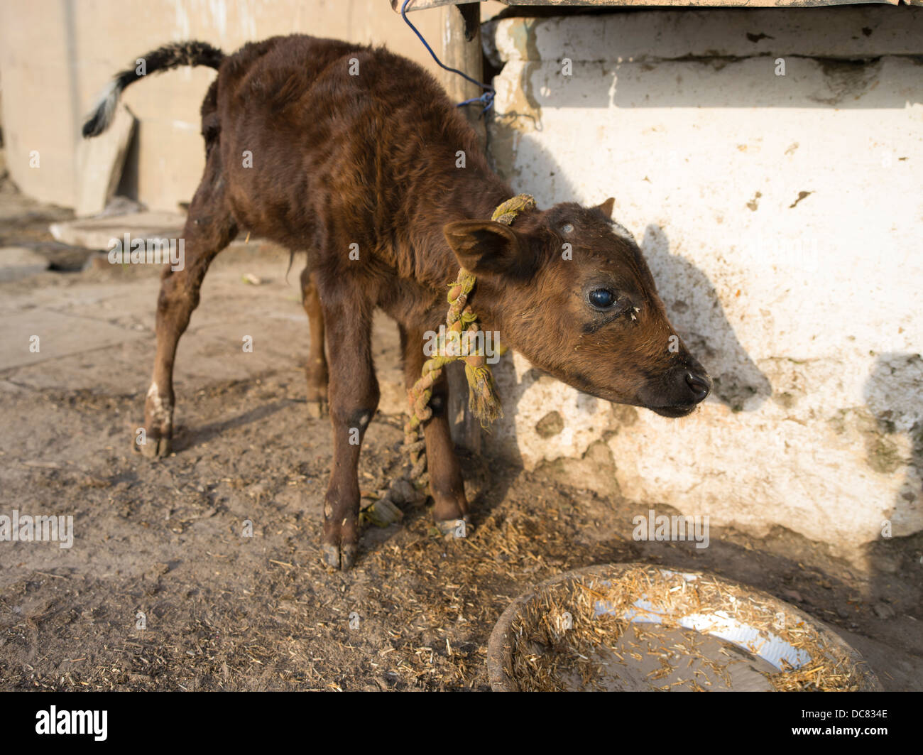 Kuh kalb baby -Fotos und -Bildmaterial in hoher Auflösung – Alamy