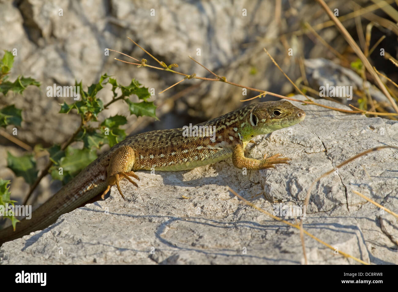 Balkan grüne Eidechse Lacerta Trilineata Corfu. Griechenland ...