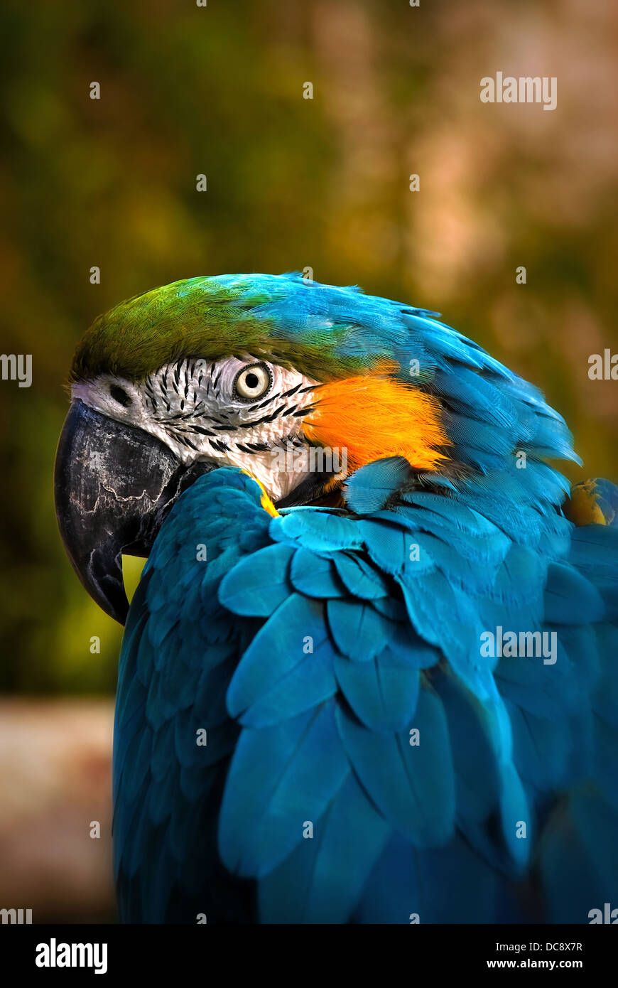 Blauara papagei -Fotos und -Bildmaterial in hoher Auflösung – Alamy