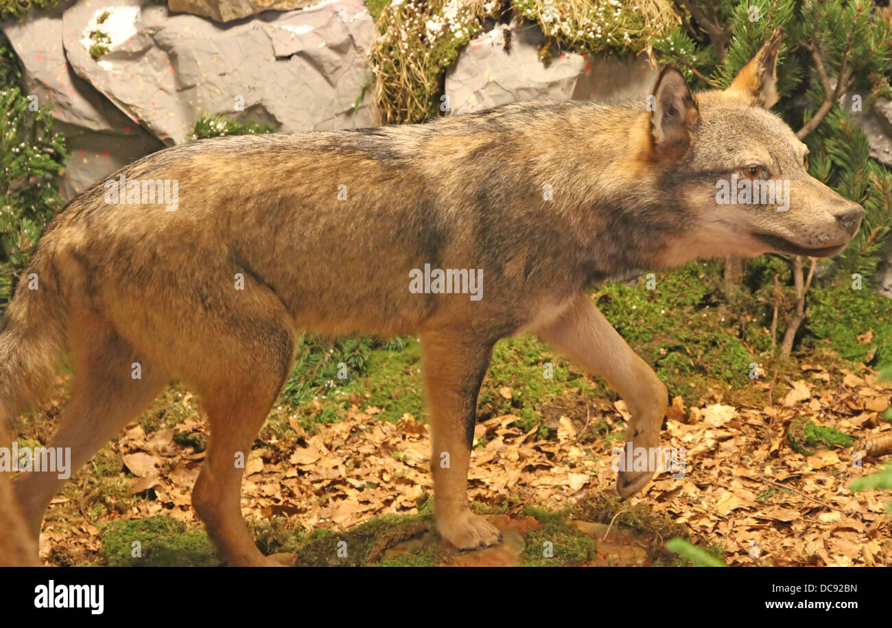 Wolf hunt fox prey -Fotos und -Bildmaterial in hoher Auflösung – Alamy