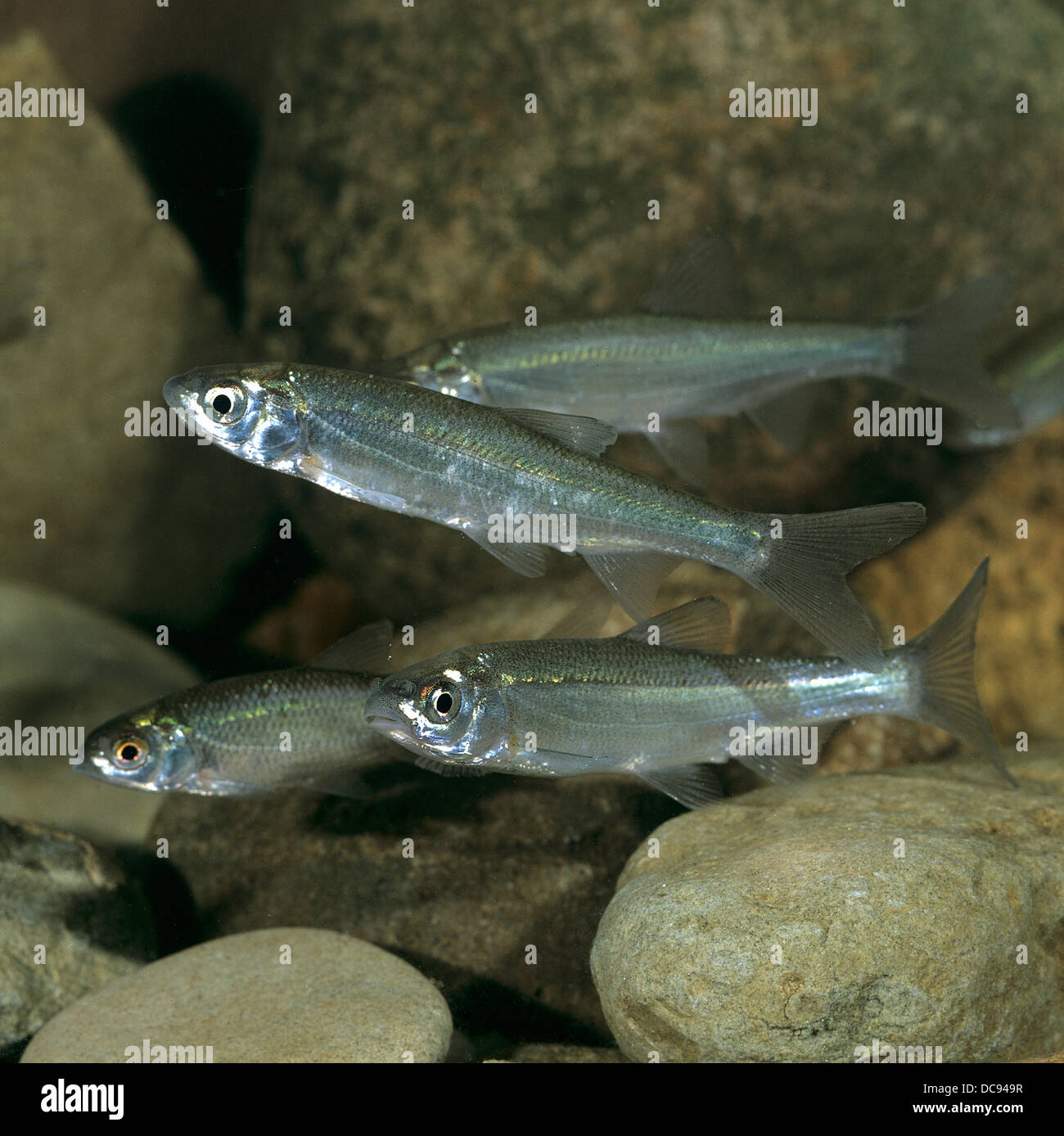 Gemeinsamen Ukelei (Alburnus Alburnus). Fische in einem aquarium ...