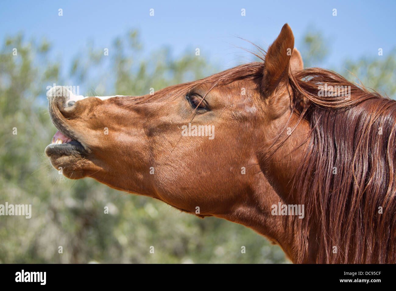 Die flehmen machen -Fotos und -Bildmaterial in hoher Auflösung – Alamy
