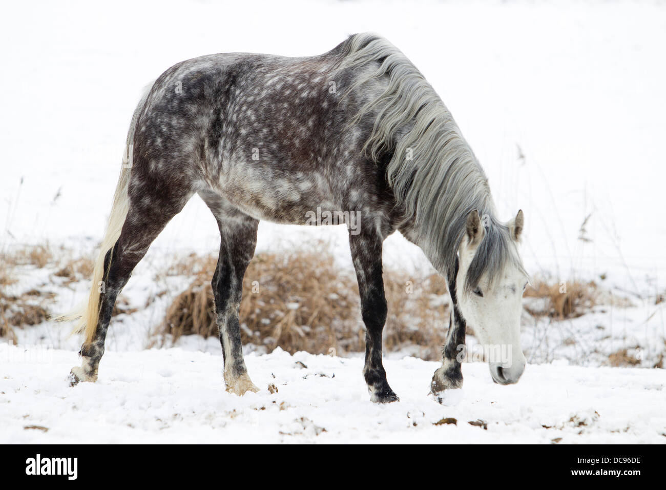 Deutsche Pony reiten. Apfelschimmel grauen Pferd Nahrungssuche auf ...