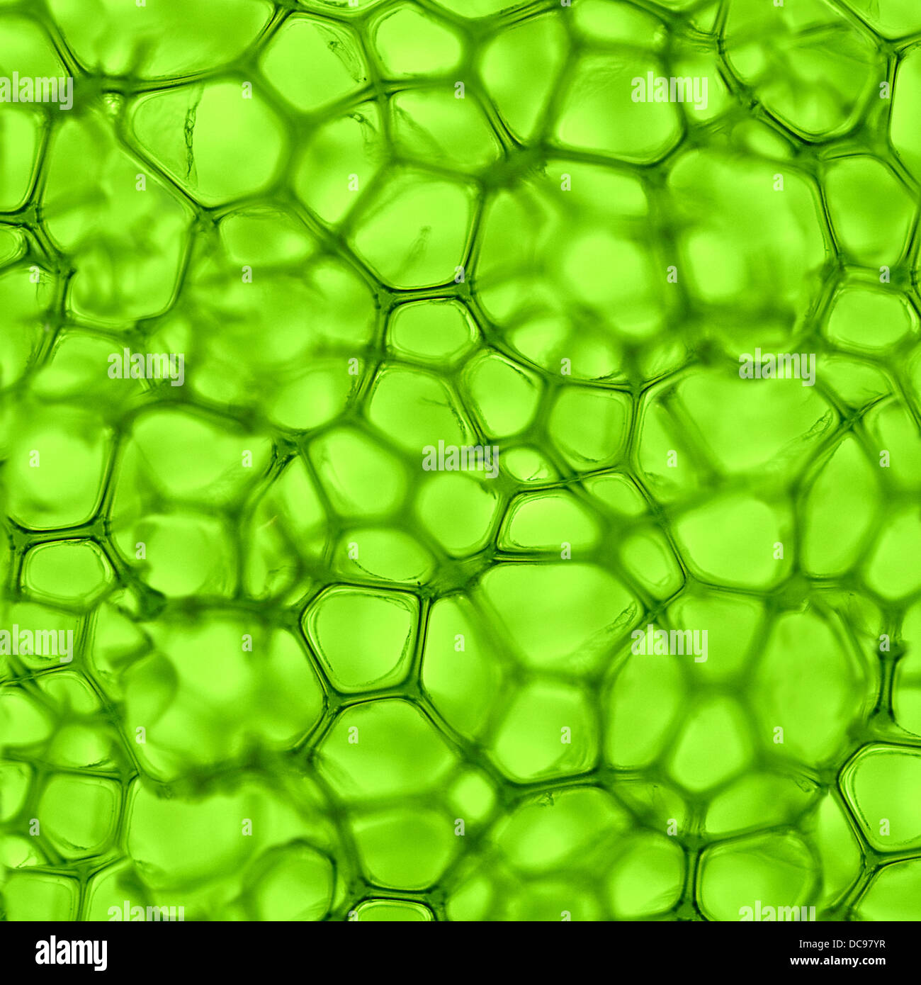 Zellen biologie -Fotos und -Bildmaterial in hoher Auflösung – Alamy