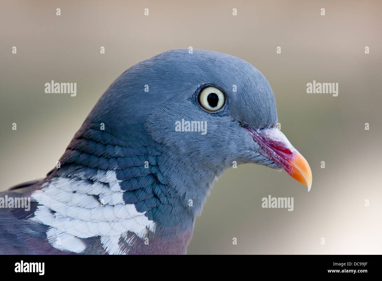 Wood pigeon pest -Fotos und -Bildmaterial in hoher Auflösung – Alamy