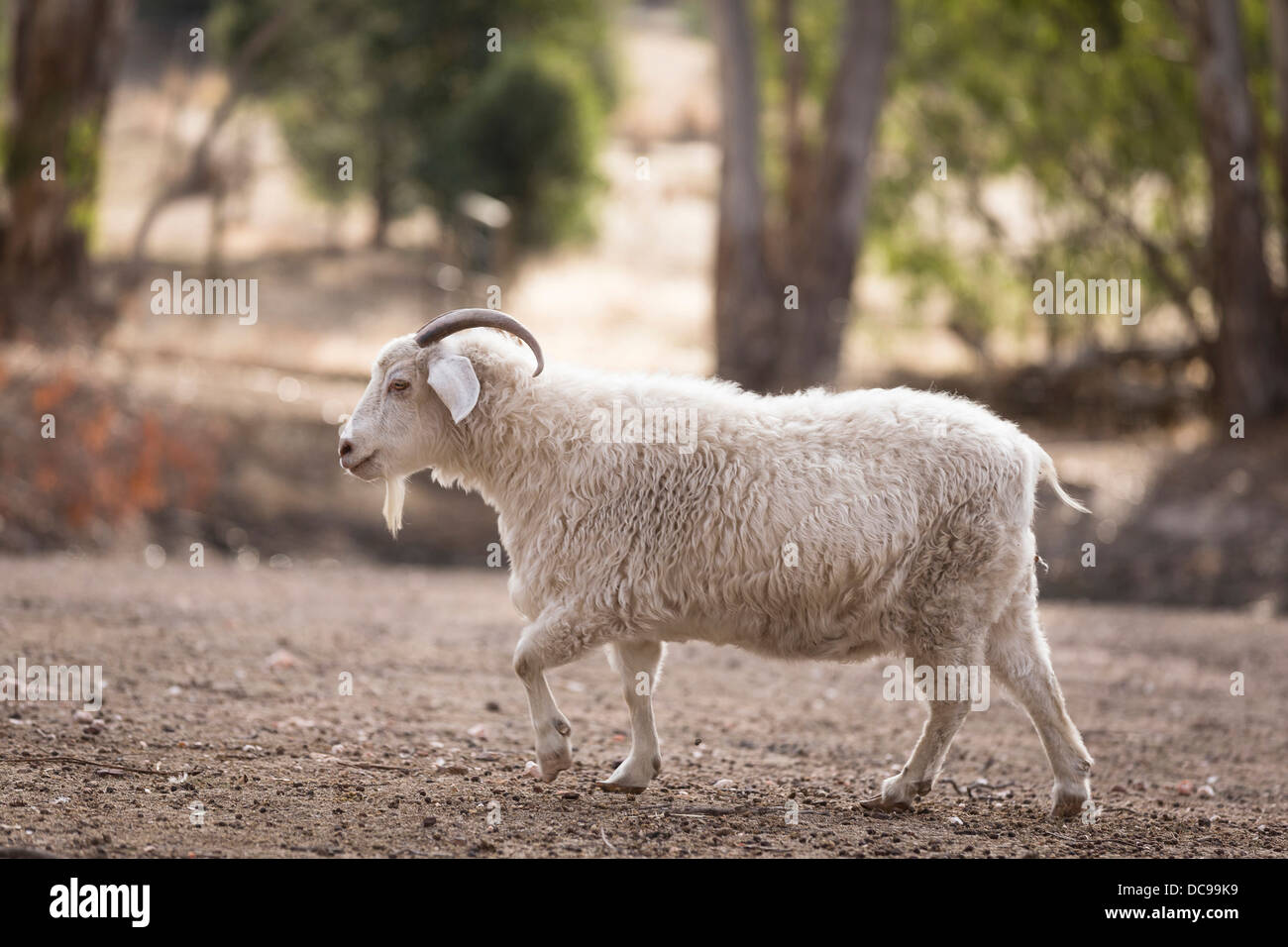 Kaschmir ziege -Fotos und -Bildmaterial in hoher Auflösung – Alamy