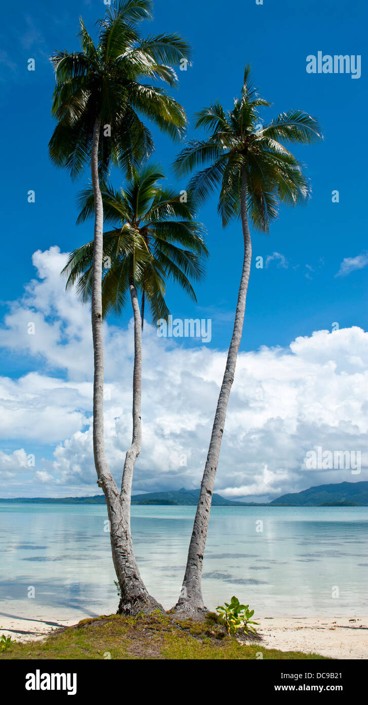 Palmen und strand -Fotos und -Bildmaterial in hoher Auflösung – Alamy