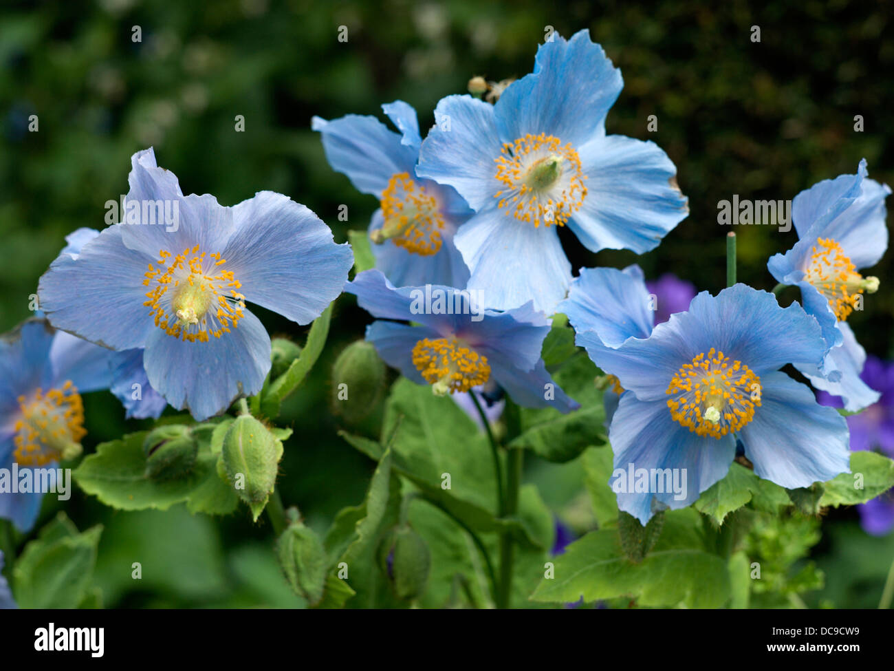 Blaue mohnblume meconopsis betonicifolia -Fotos und -Bildmaterial in ...