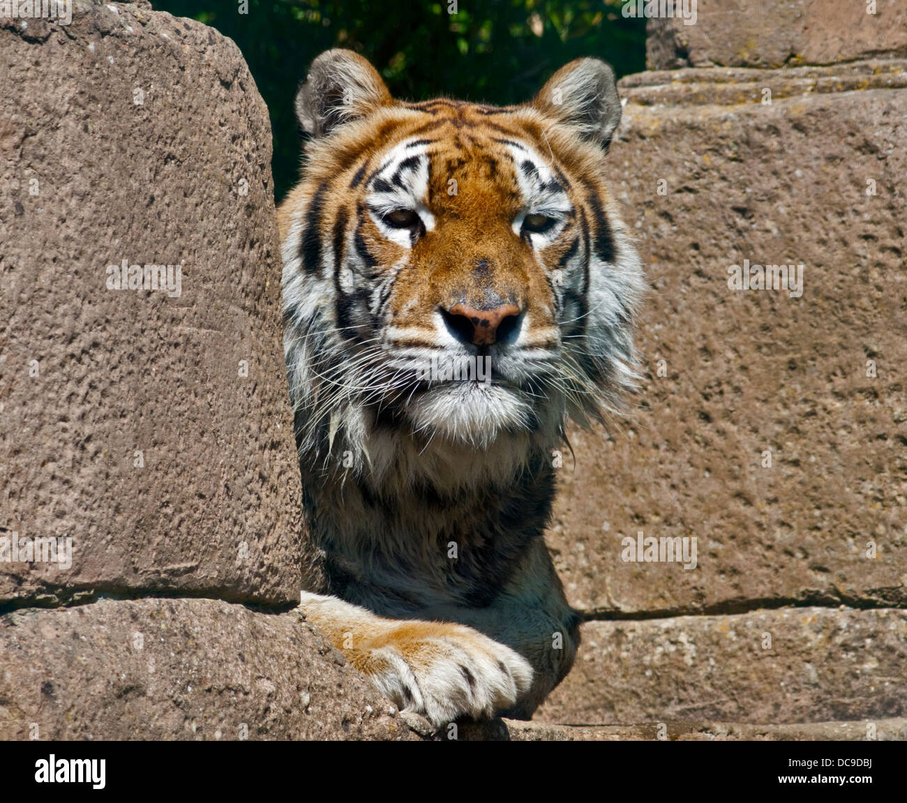 Aysha, weiblichen Bengal-Tiger (Panthera Tigris Tigris), Isle Of Wight ...