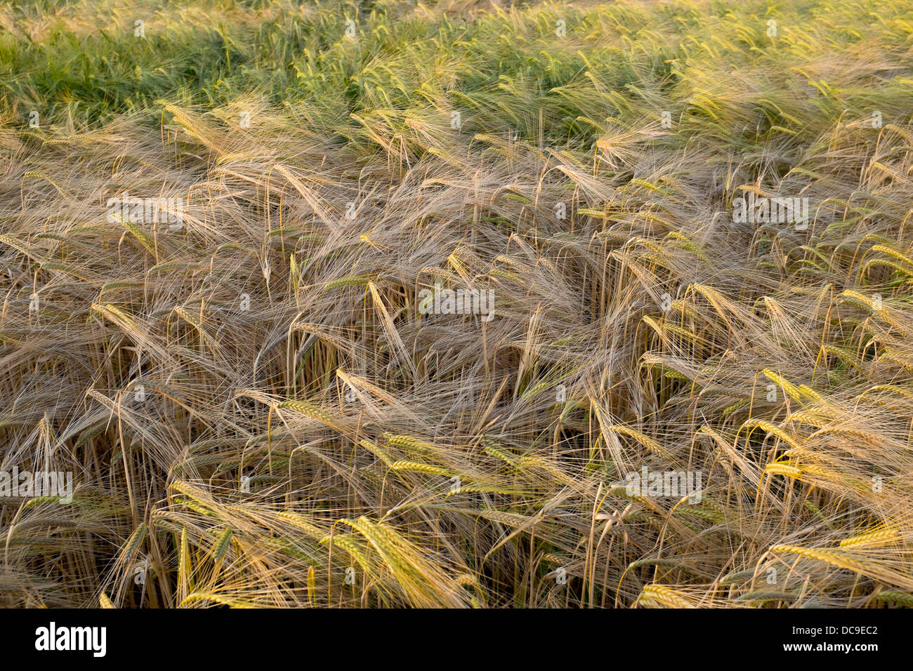 Weizen feld ernte -Fotos und -Bildmaterial in hoher Auflösung – Alamy