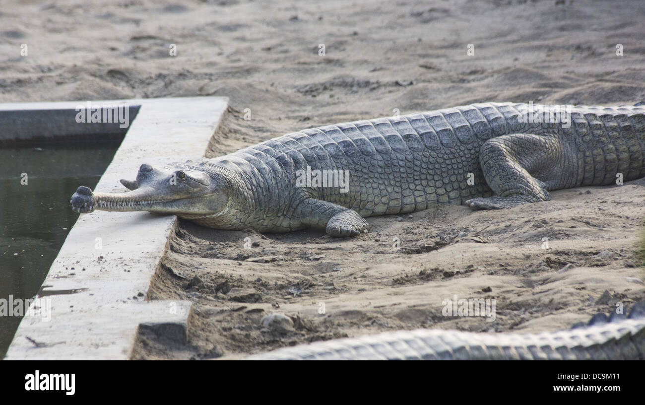 Gangesgavial (Gavialis Gangeticus) an das Krokodil Zucht-Zentrum in ...