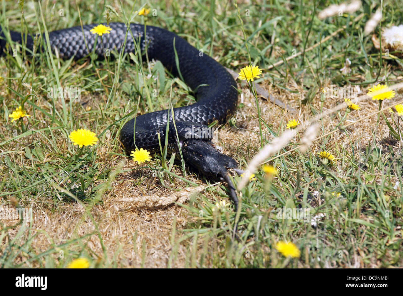 Black tiger snake -Fotos und -Bildmaterial in hoher Auflösung – Alamy