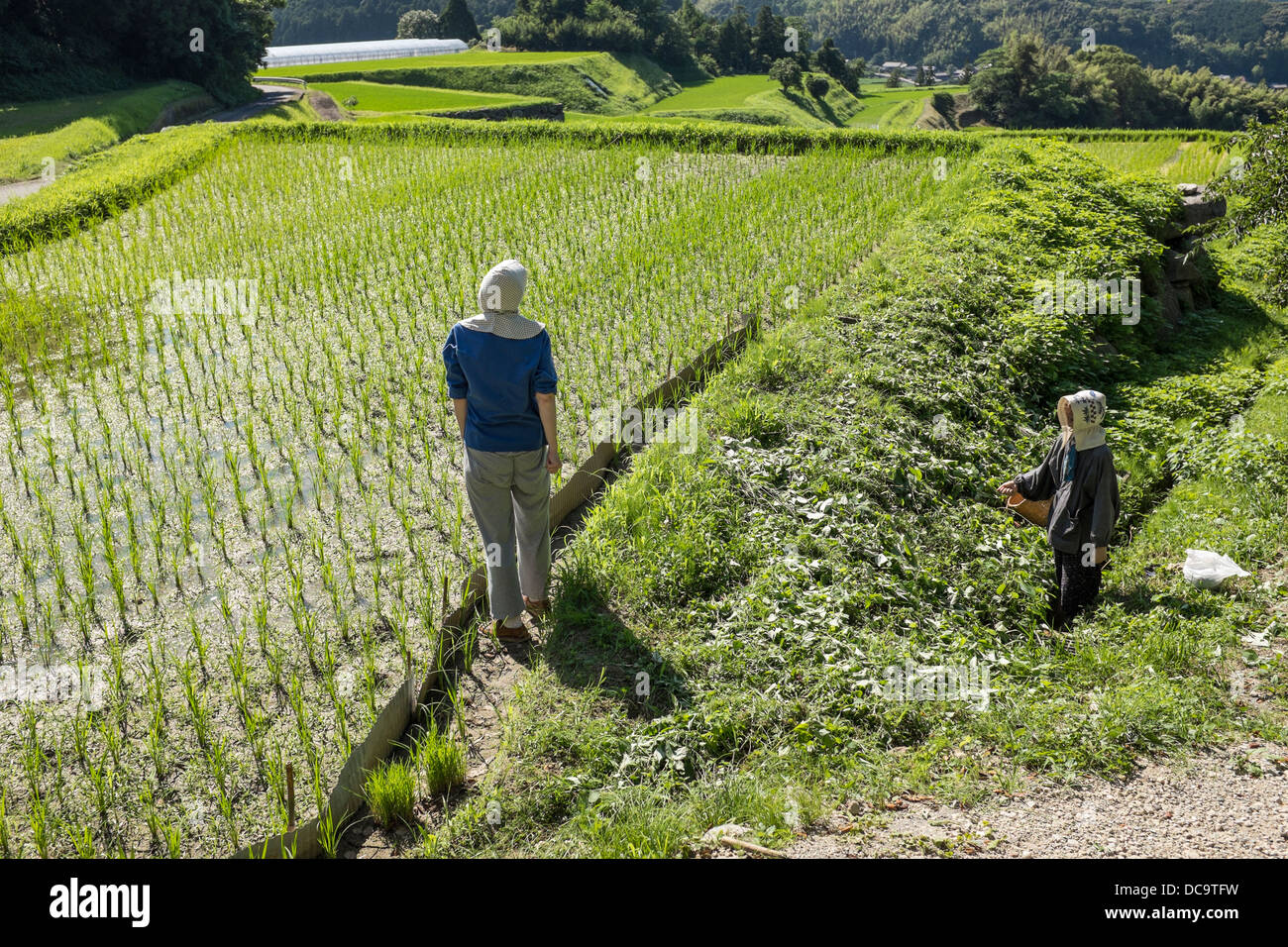Anbau von reis -Fotos und -Bildmaterial in hoher Auflösung – Alamy