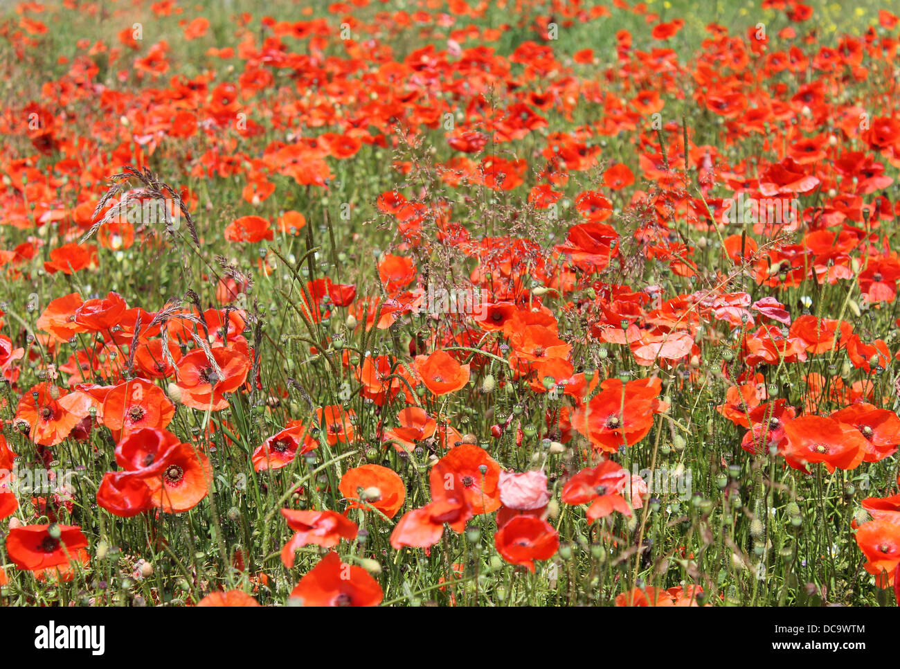 Blhend -Fotos und -Bildmaterial in hoher Auflösung – Alamy