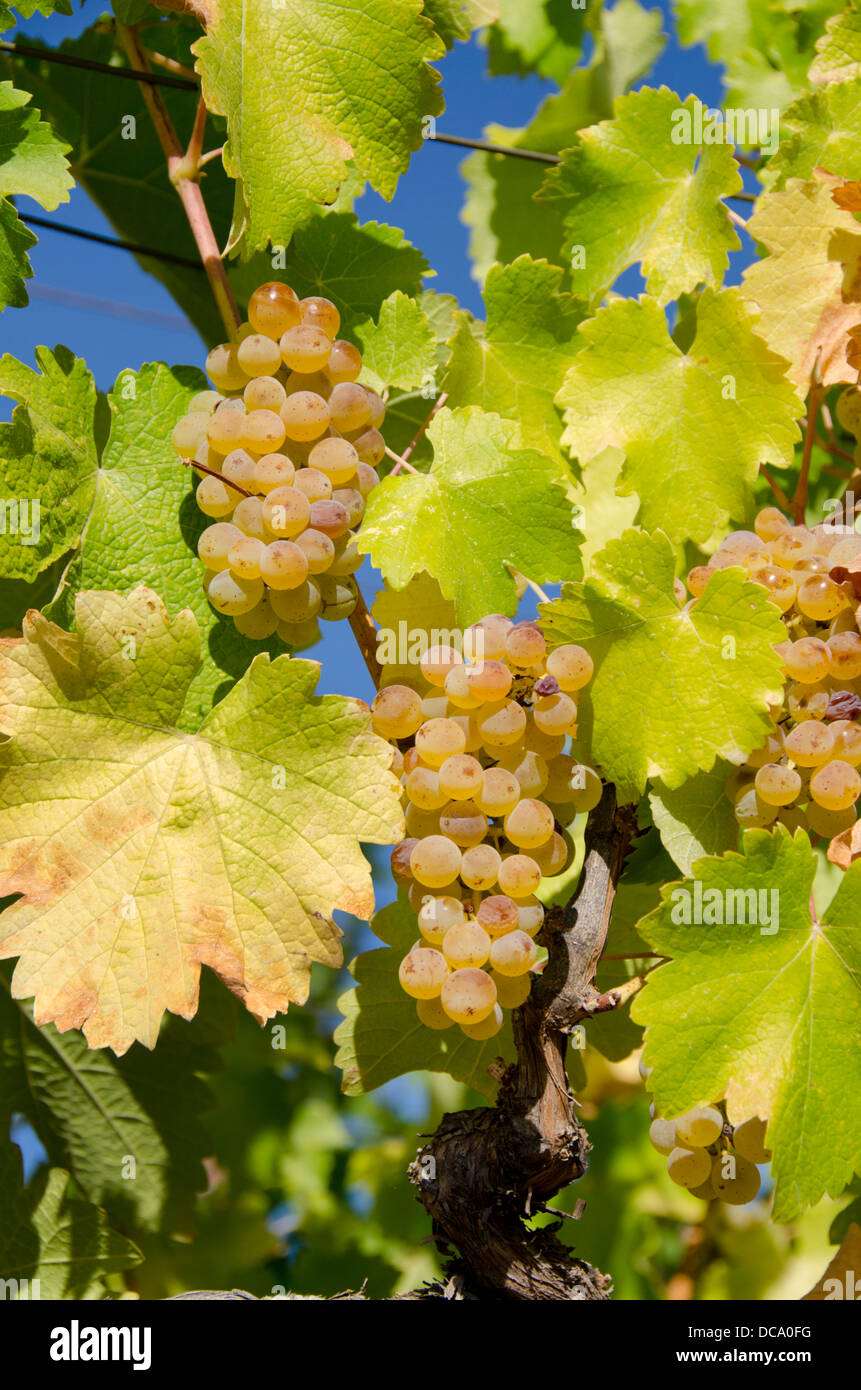 White orchard california -Fotos und -Bildmaterial in hoher Auflösung ...