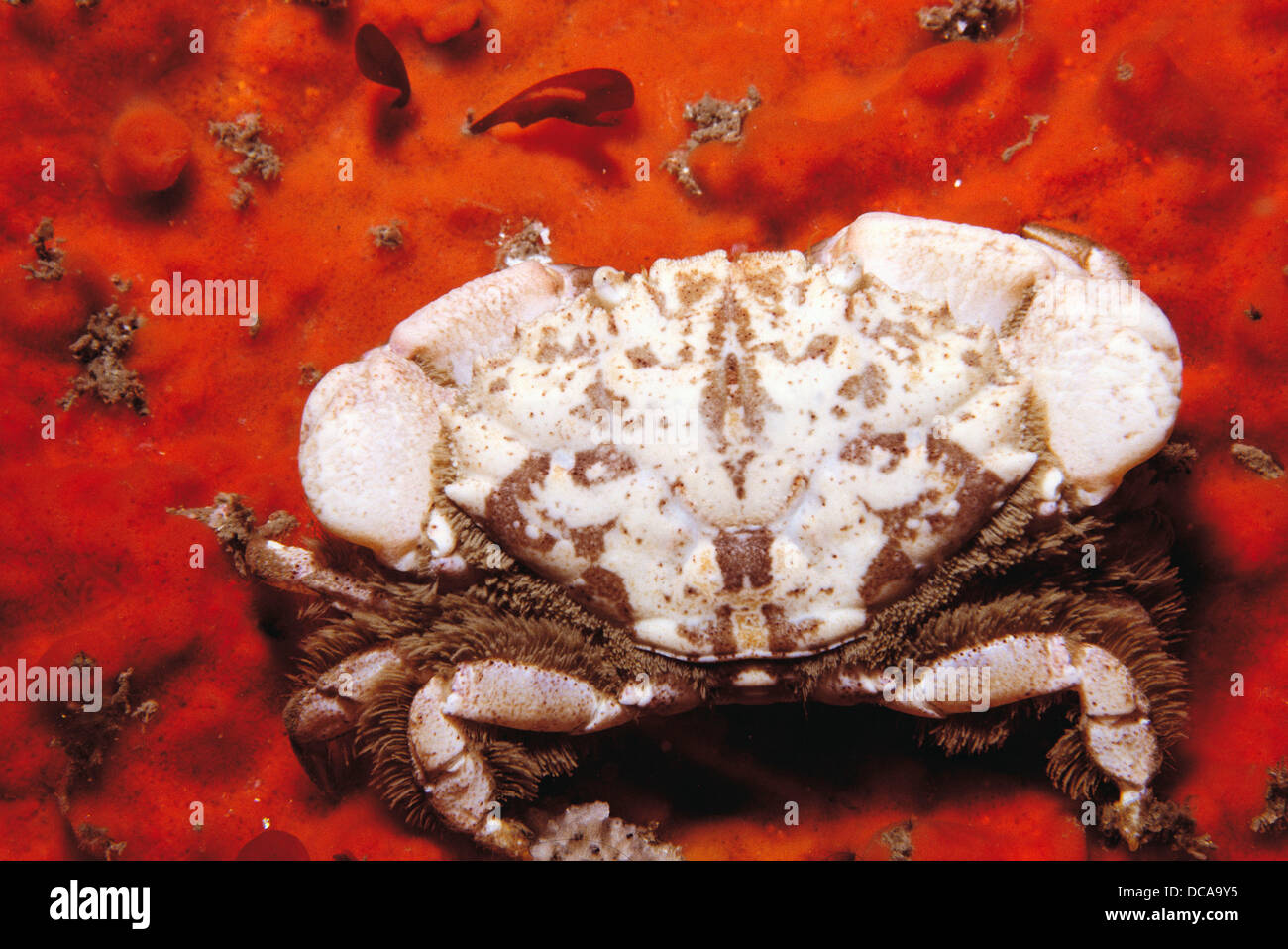 Xantho pilipes -Fotos und -Bildmaterial in hoher Auflösung – Alamy