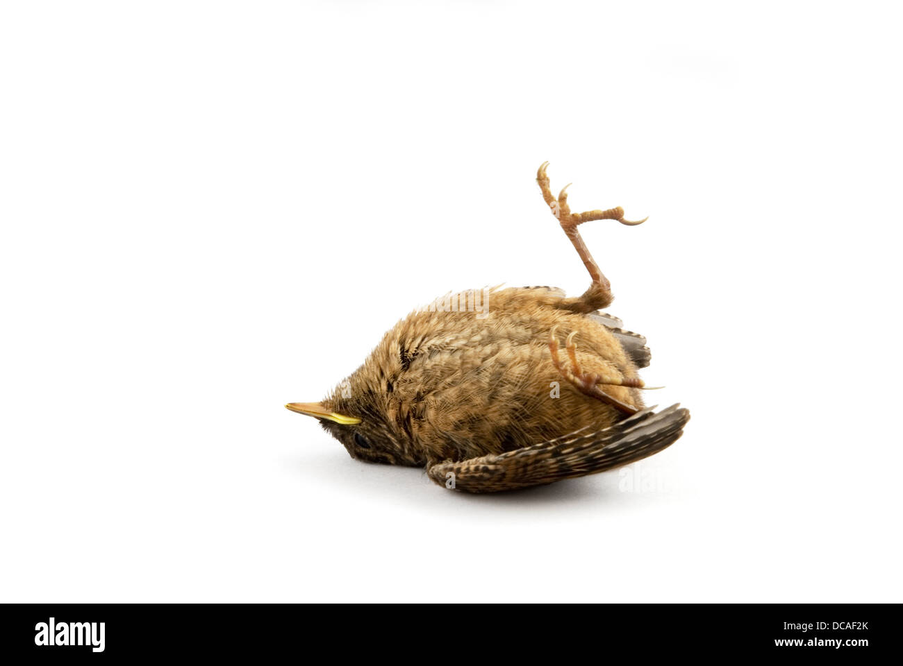 Die spatzkatze -Fotos und -Bildmaterial in hoher Auflösung – Alamy