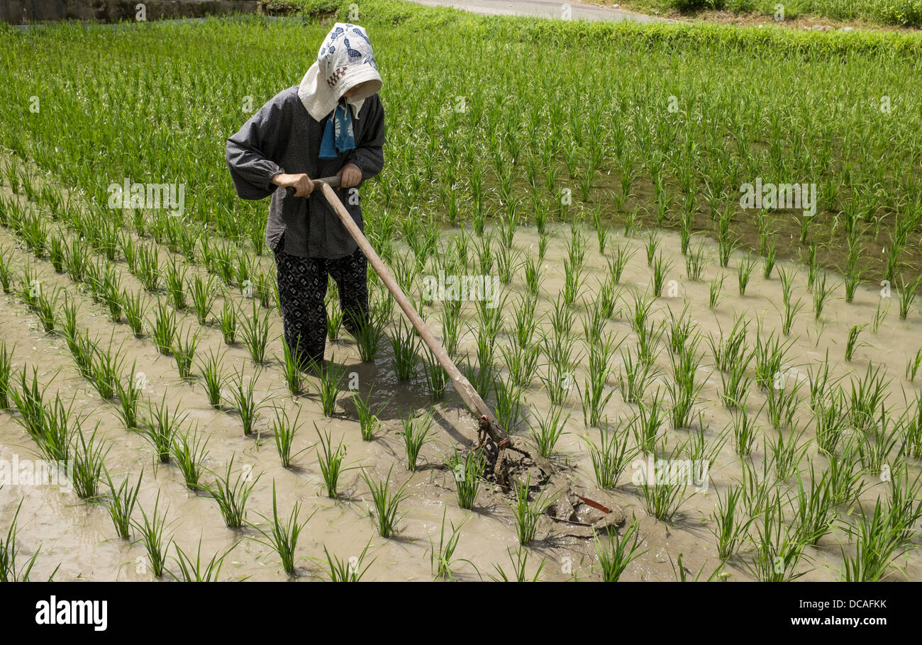 Reisanbau in Japan Stockfotografie - Alamy