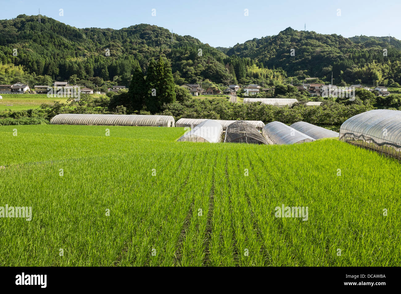 Reisanbau in asien -Fotos und -Bildmaterial in hoher Auflösung – Alamy