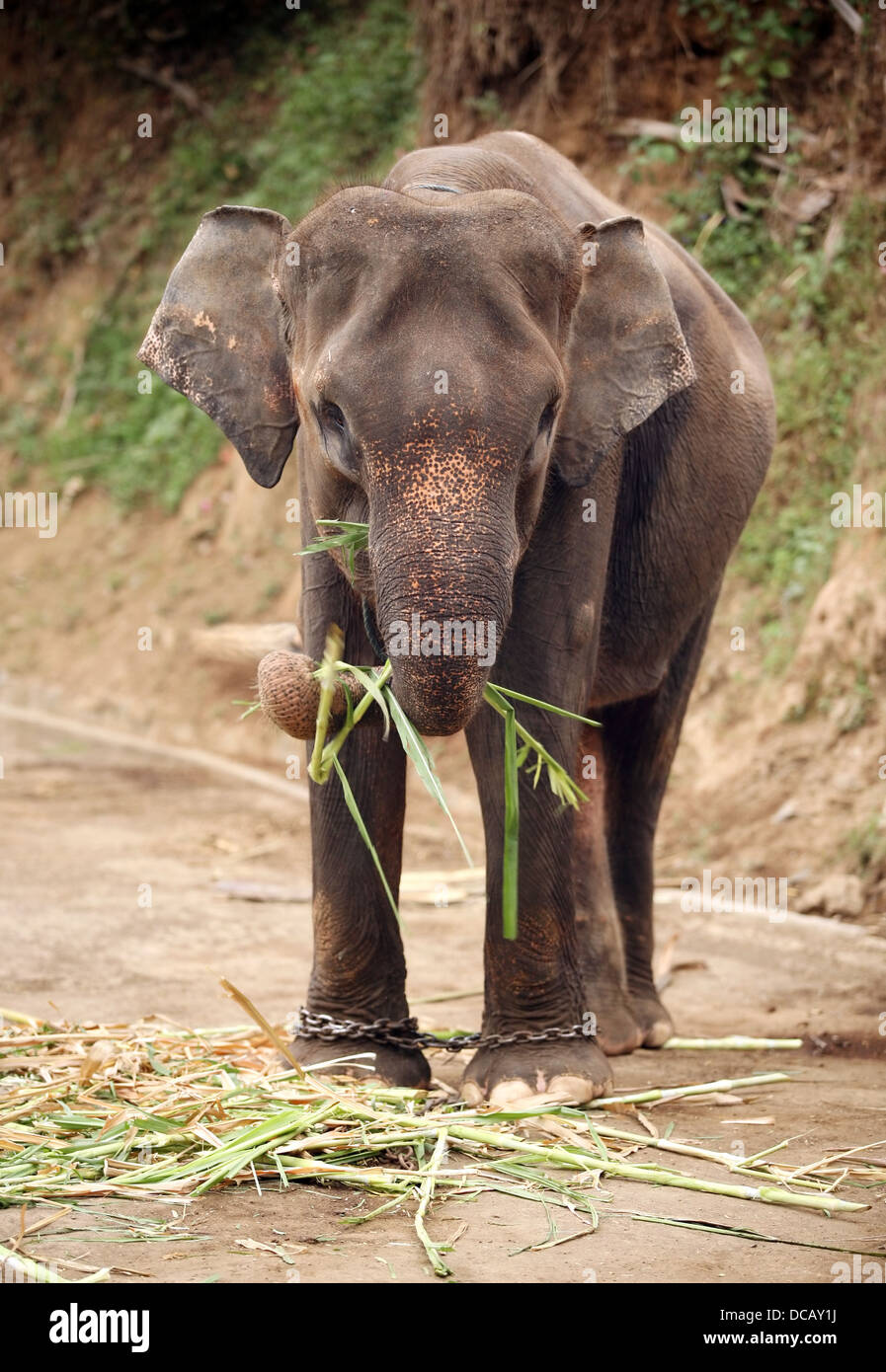 Gigantischer elefant -Fotos und -Bildmaterial in hoher Auflösung – Alamy