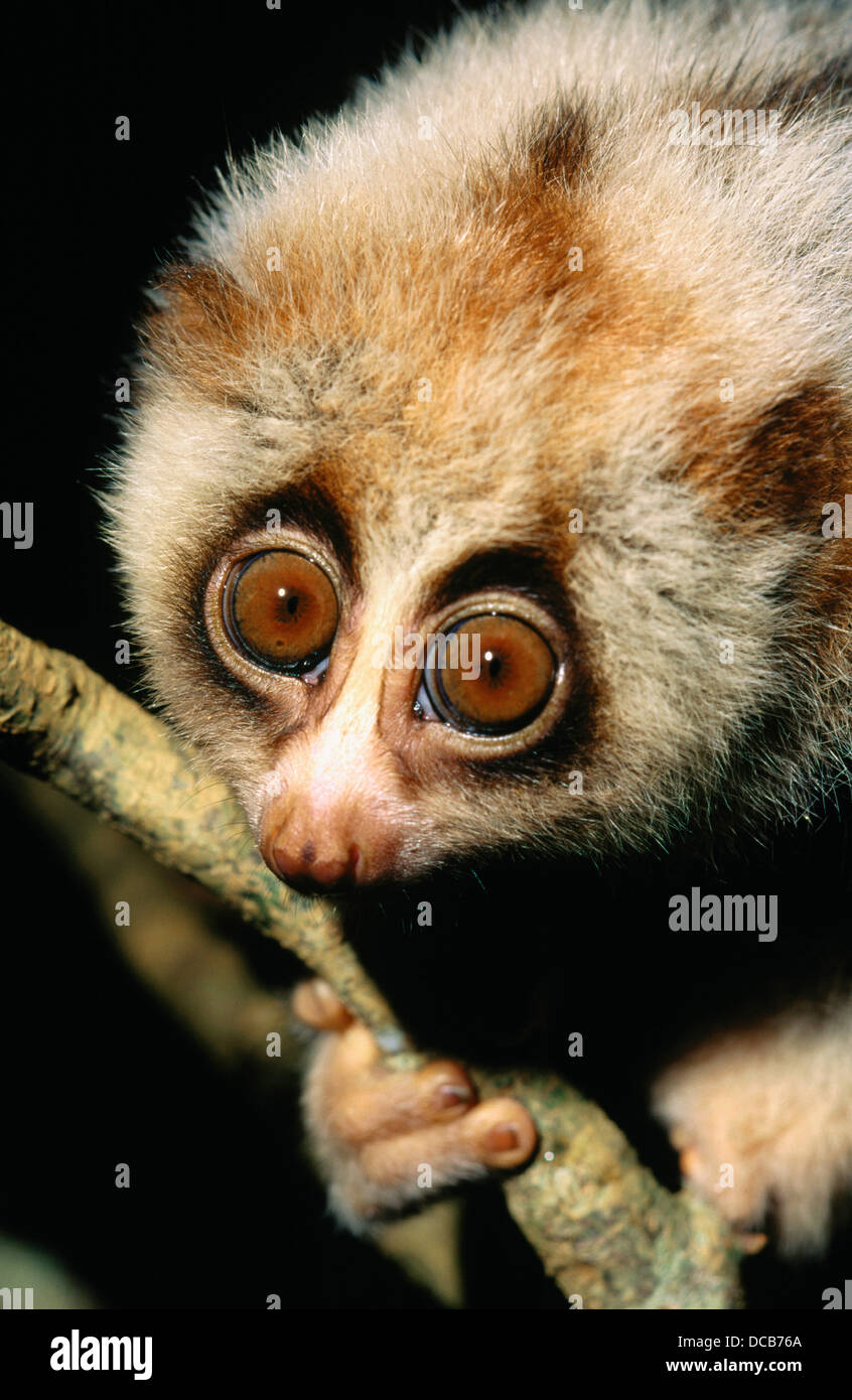 Ritratto di loris lento Stockfotos und -bilder Kaufen - Alamy