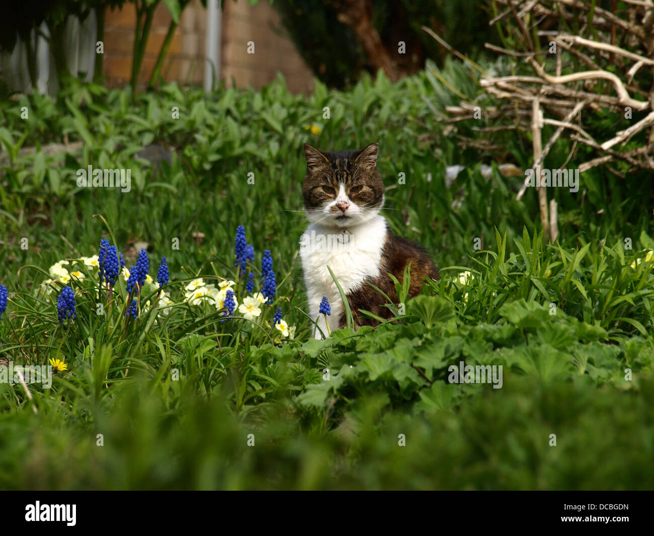 Sommerblumen im hof -Fotos und -Bildmaterial in hoher Auflösung – Alamy