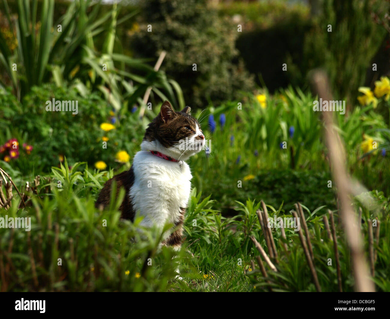 Katze in blumen -Fotos und -Bildmaterial in hoher Auflösung – Alamy