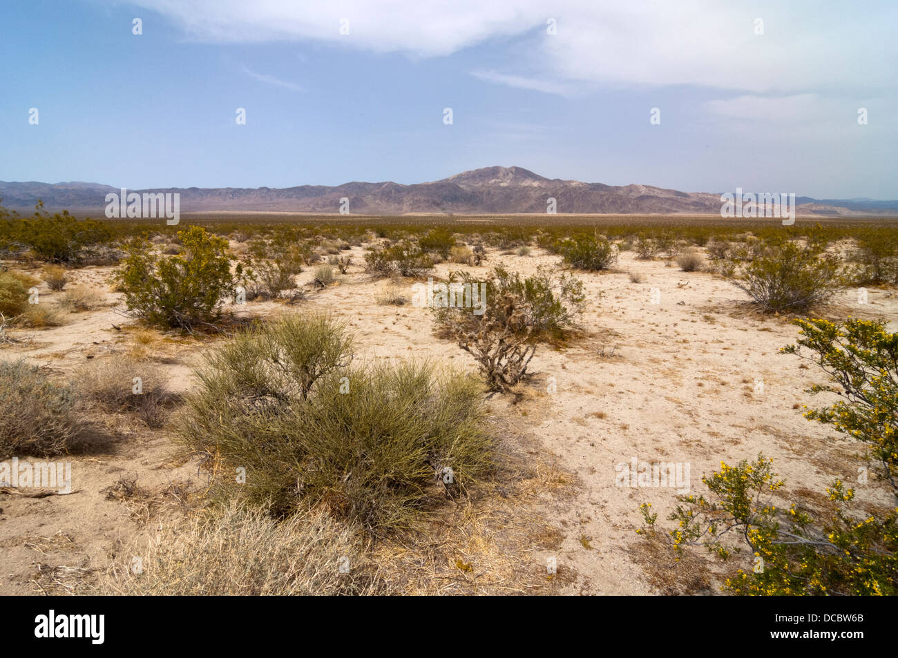 Kreosot büsche -Fotos und -Bildmaterial in hoher Auflösung – Alamy