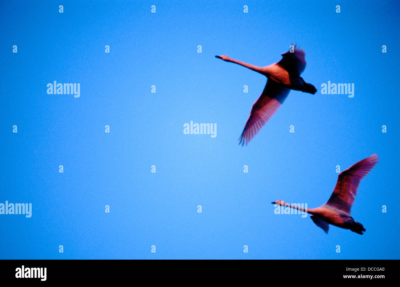 Zwei fliegende Wooper Schwäne (Cygnus Cygnus) im roten Abendlicht ...