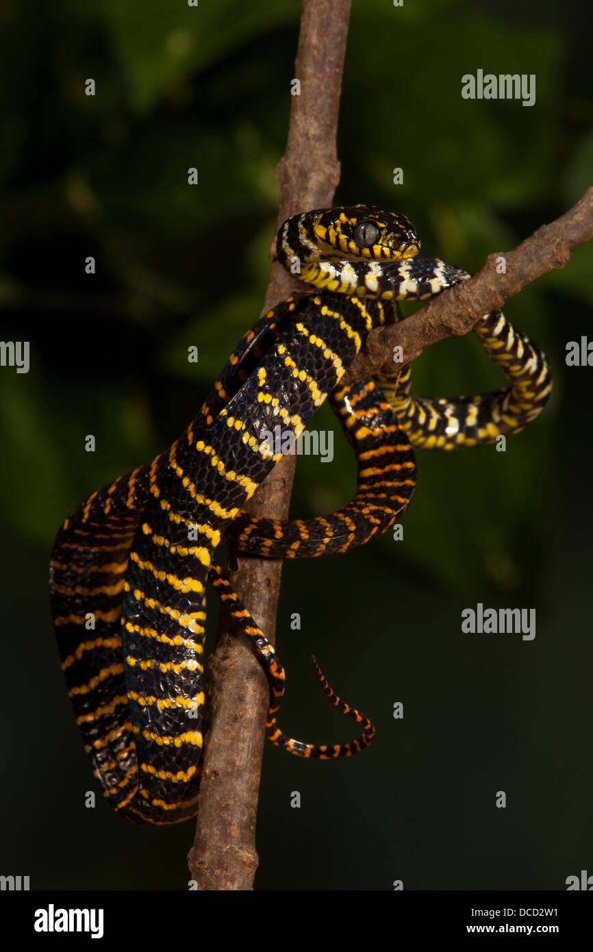 Reich verzierte Mangrove Schlange Boiga Dendrophila gemmicincta ...