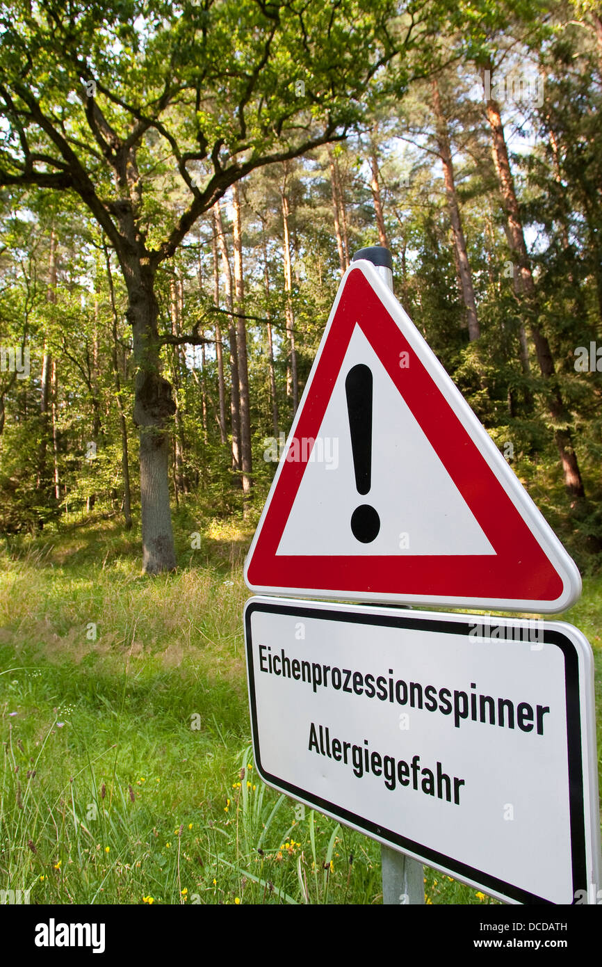 Eichen-Prozessionsspinner, Thaumetopoea Processionea, Eiche ...