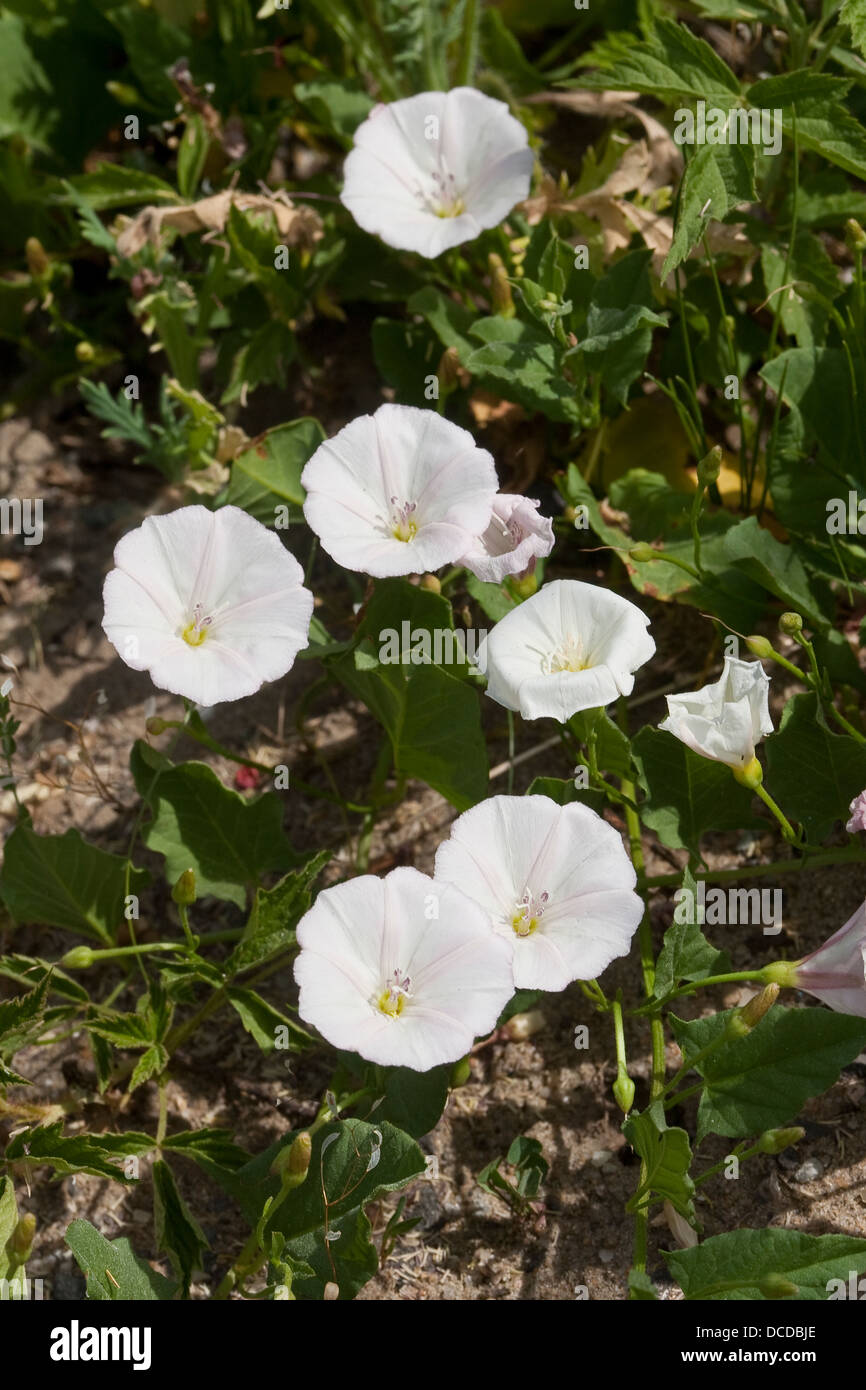 Acker- winde, ackerwinde, Winde, Convolvulus arvensis, Acker-winde ...