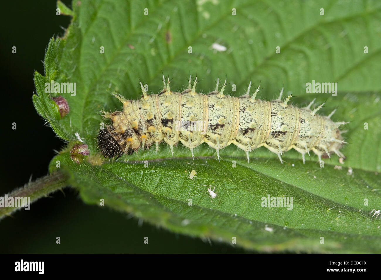 Admiral raupe -Fotos und -Bildmaterial in hoher Auflösung – Alamy