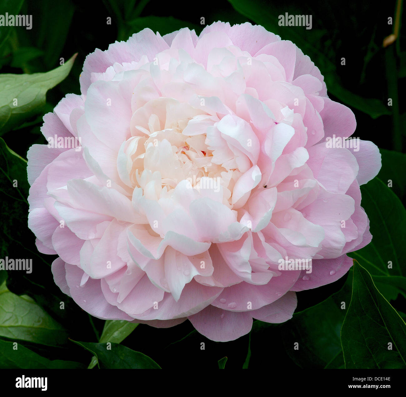 Rosa Pfingstrose Stockfotos und -bilder Kaufen - Alamy