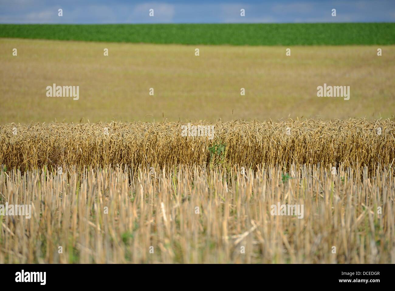 Getreidefeld in Deutschland. Foto: Frank Mai Stockfotografie - Alamy