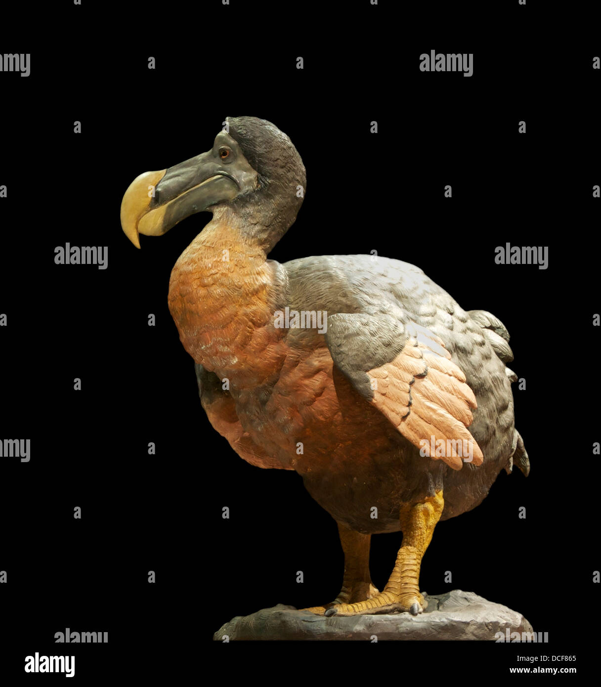 Raphus cucullatus -Fotos und -Bildmaterial in hoher Auflösung – Alamy