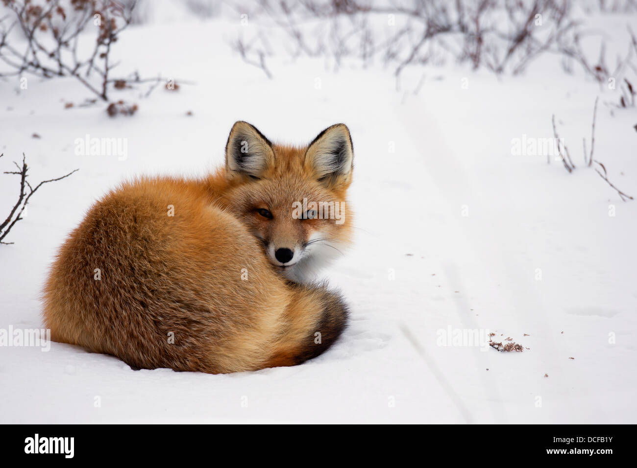 Roter Fuchs im Schnee zu legen; Churchill Manitoba Kanada ...