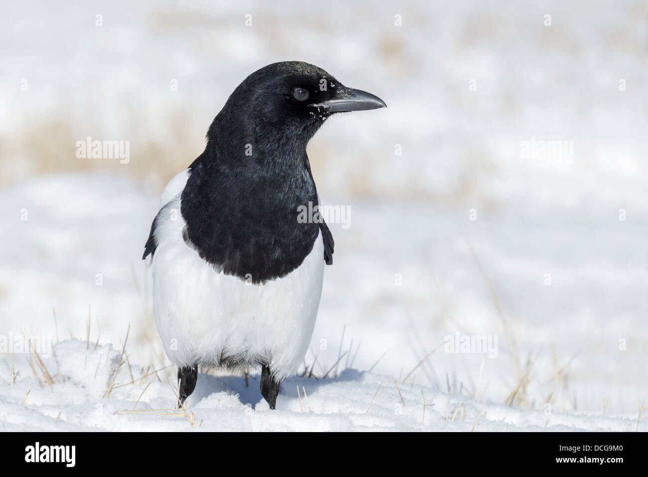 Elster im winter -Fotos und -Bildmaterial in hoher Auflösung – Alamy